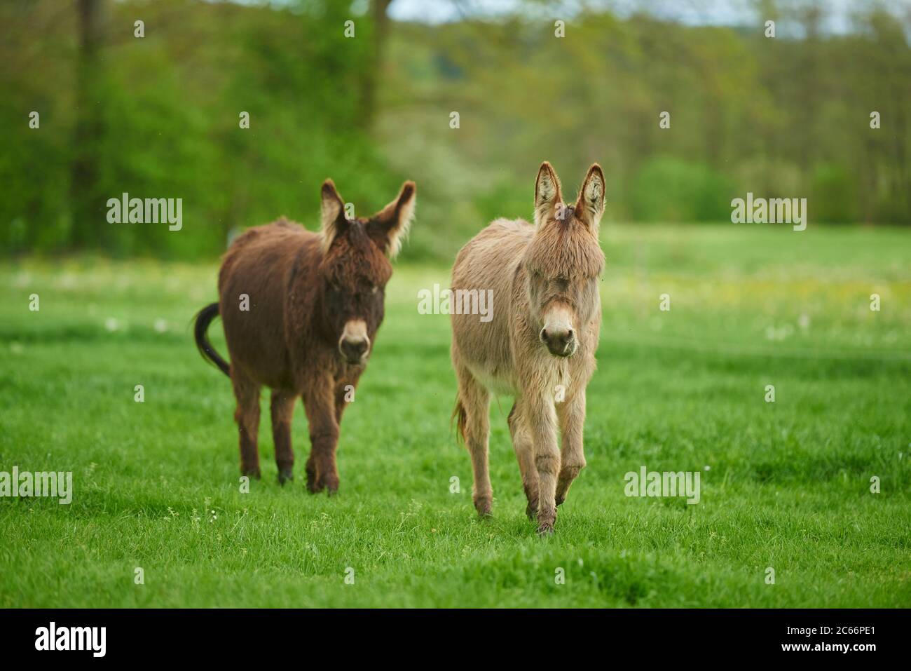 Donkeys as pets hi-res stock photography and images - Alamy