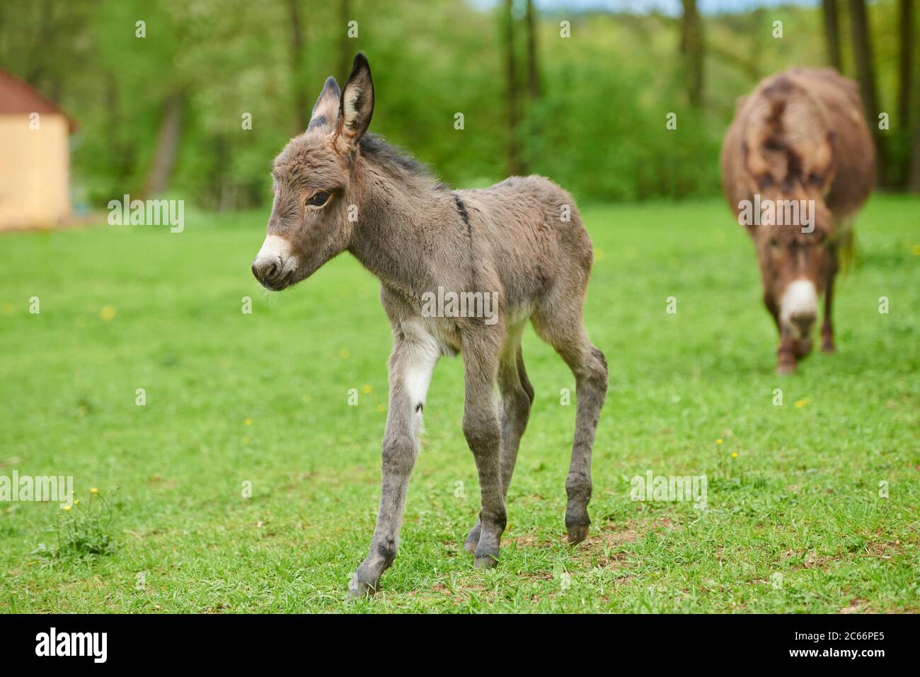 Donkey Cub Meadow High Resolution Stock Photography and Images - Alamy