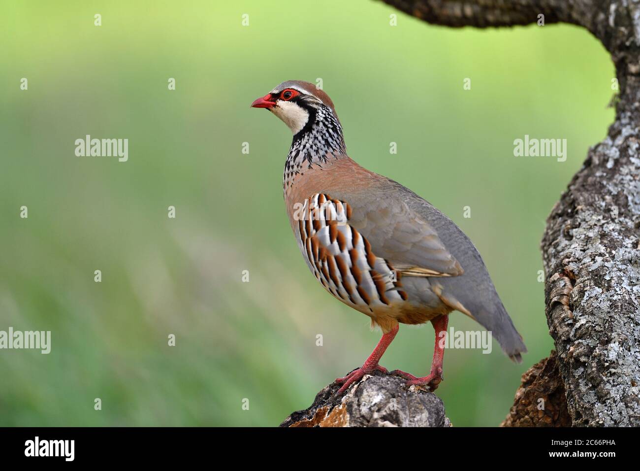 Male partridge hi-res stock photography and images - Alamy