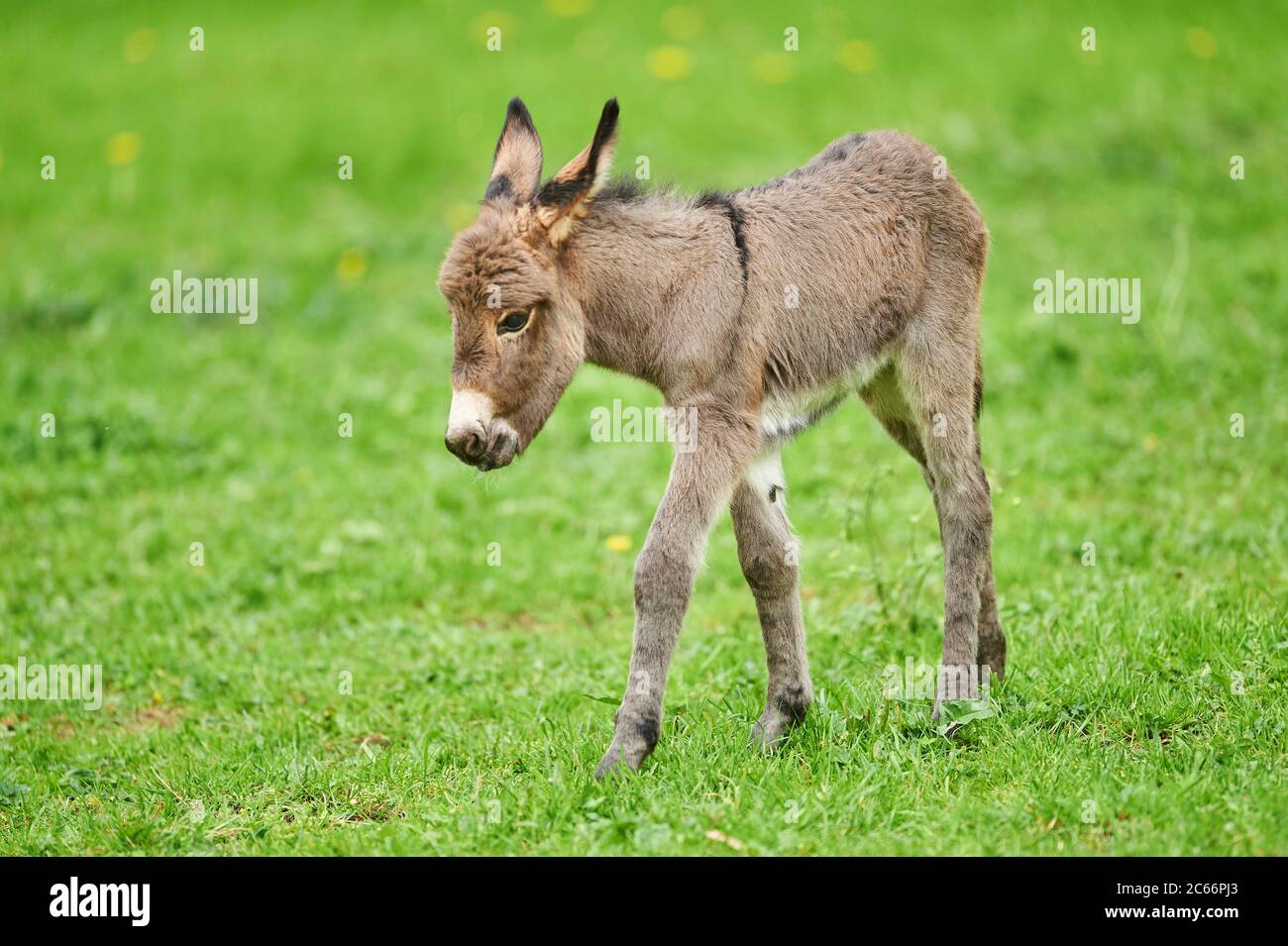 Donkey foals hi-res stock photography and images - Alamy
