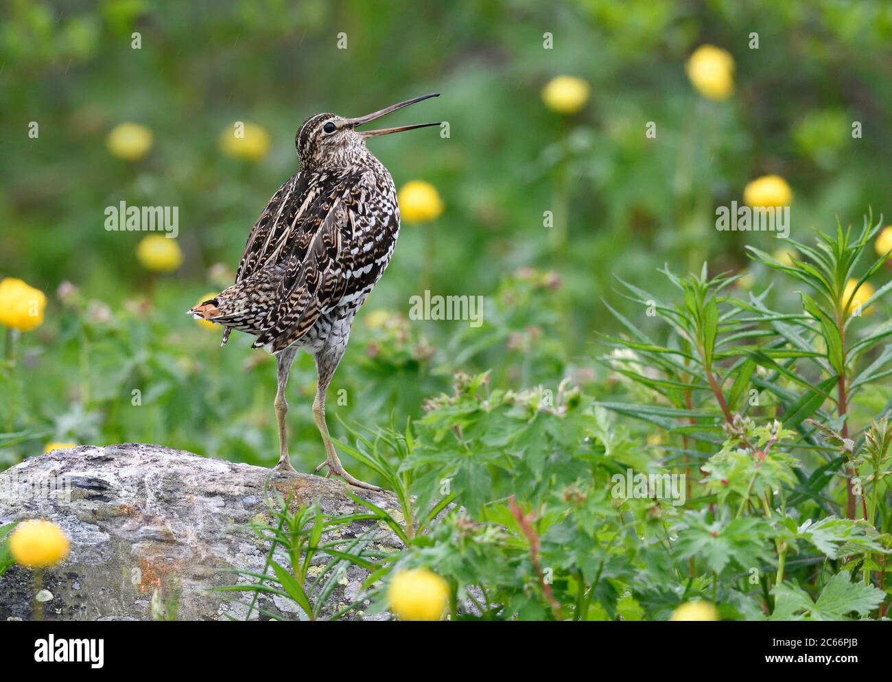 Great snipe hi-res stock photography and images - Alamy
