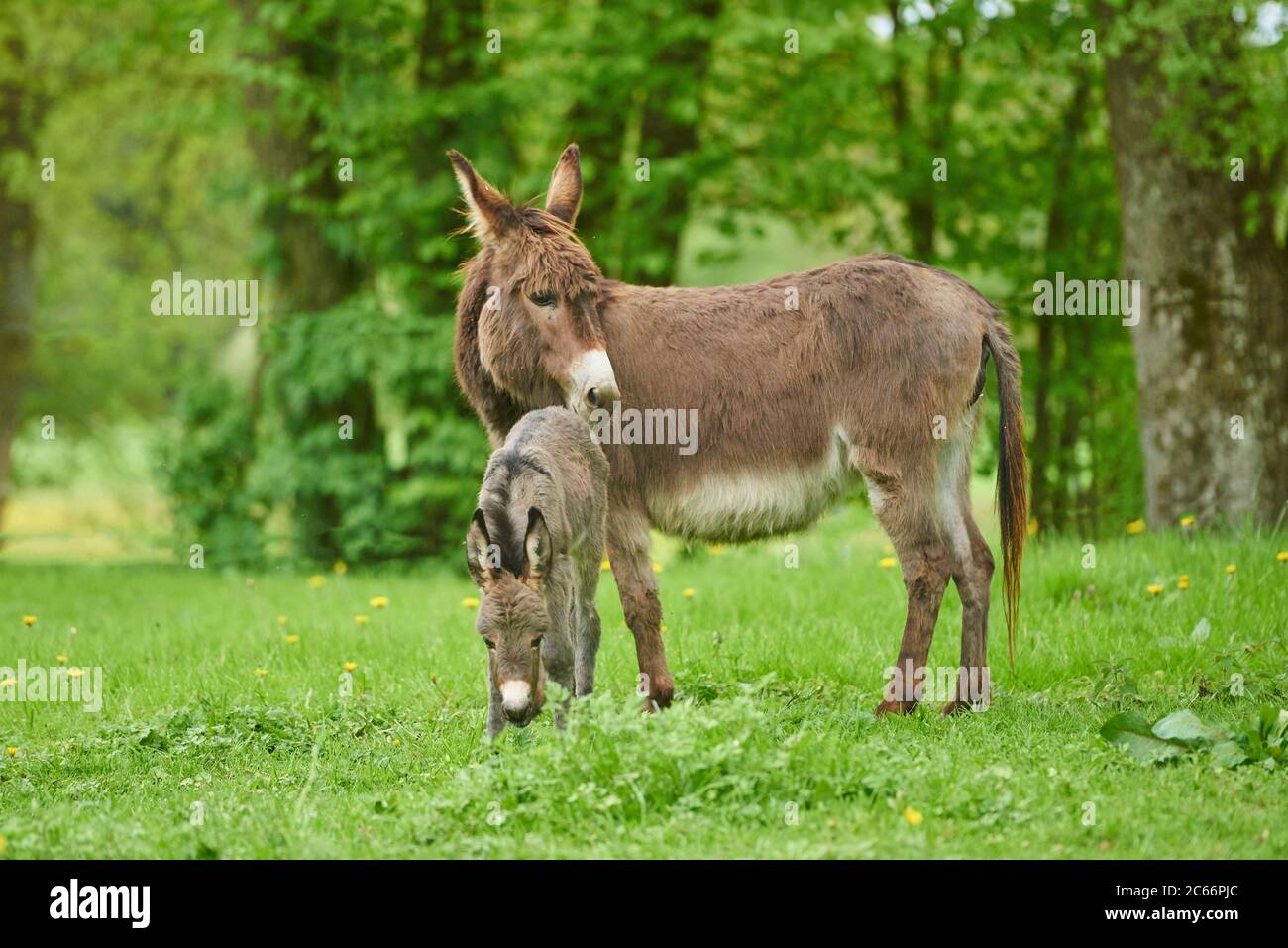 Donkey Cub Meadow High Resolution Stock Photography and Images - Alamy