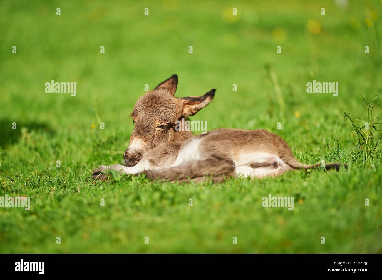 Donkey lying down hi-res stock photography and images - Alamy