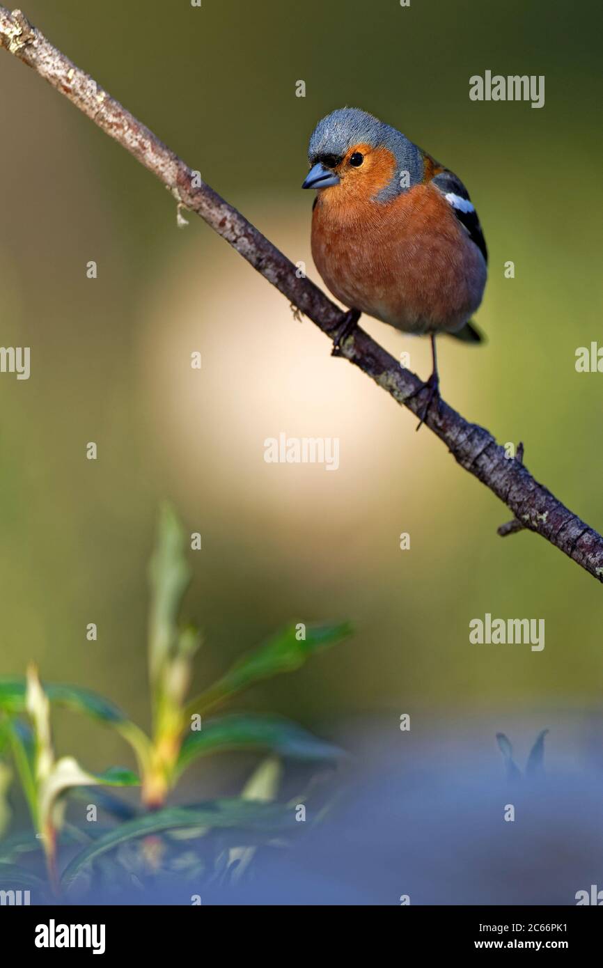 Finches little bird hi-res stock photography and images - Alamy