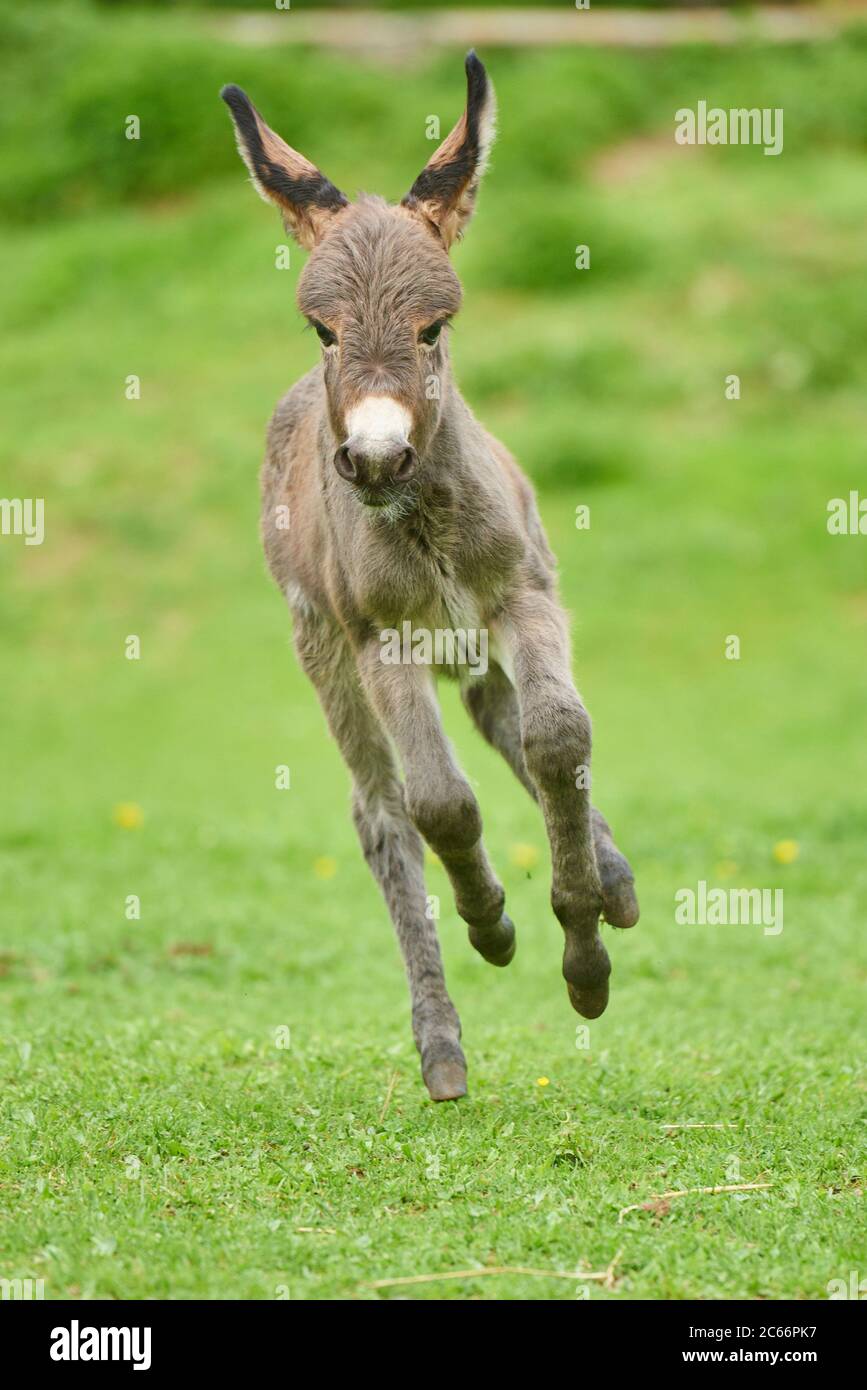 Donkey, Equus asinus asinus, foal in a meadow Stock Photo - Alamy