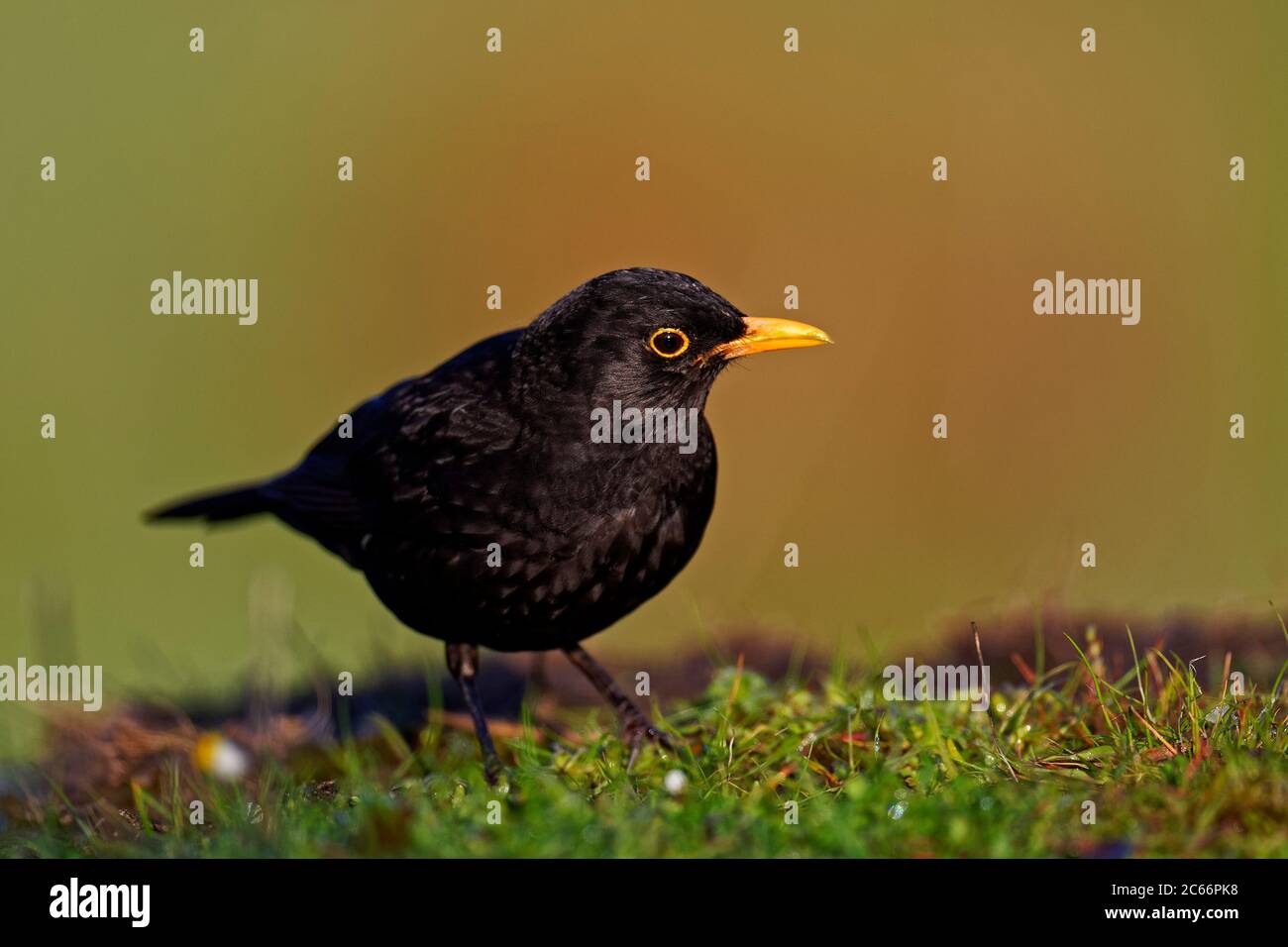 Male common blackbird hi-res stock photography and images - Alamy