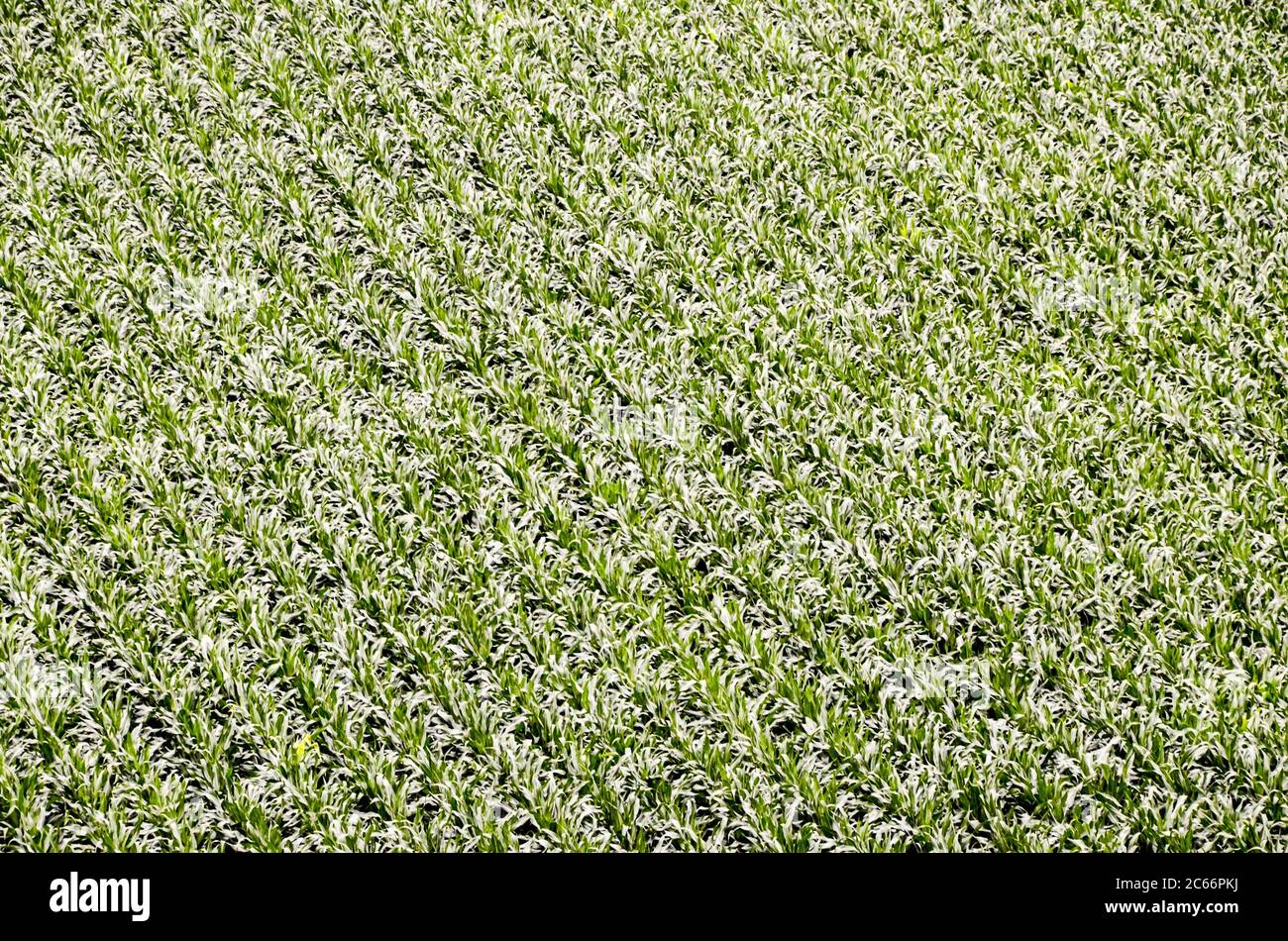 European OGM Growing Green Corn Field Texture Background Stock Photo ...