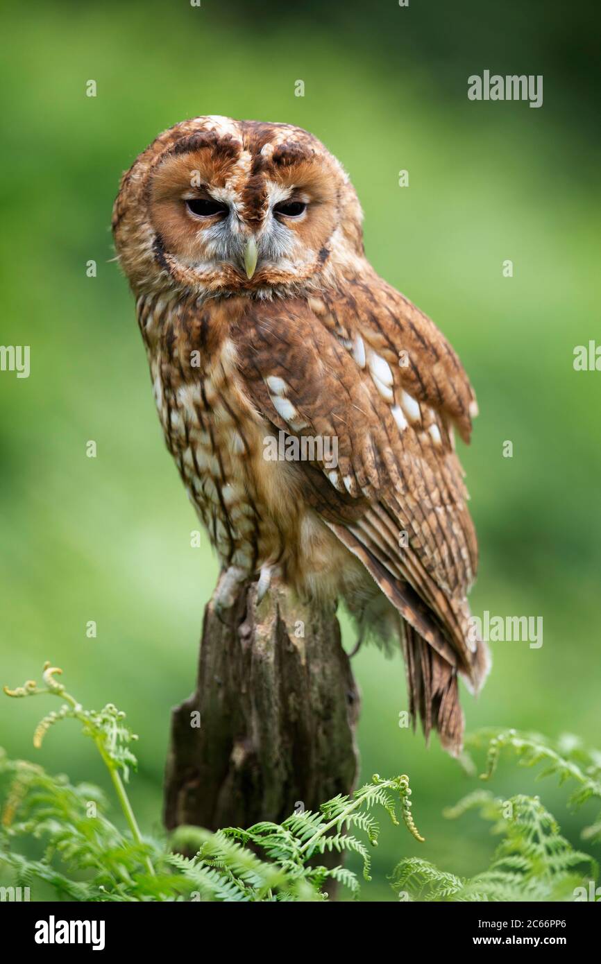 Young tawny owl, Strix aluco Stock Photo - Alamy