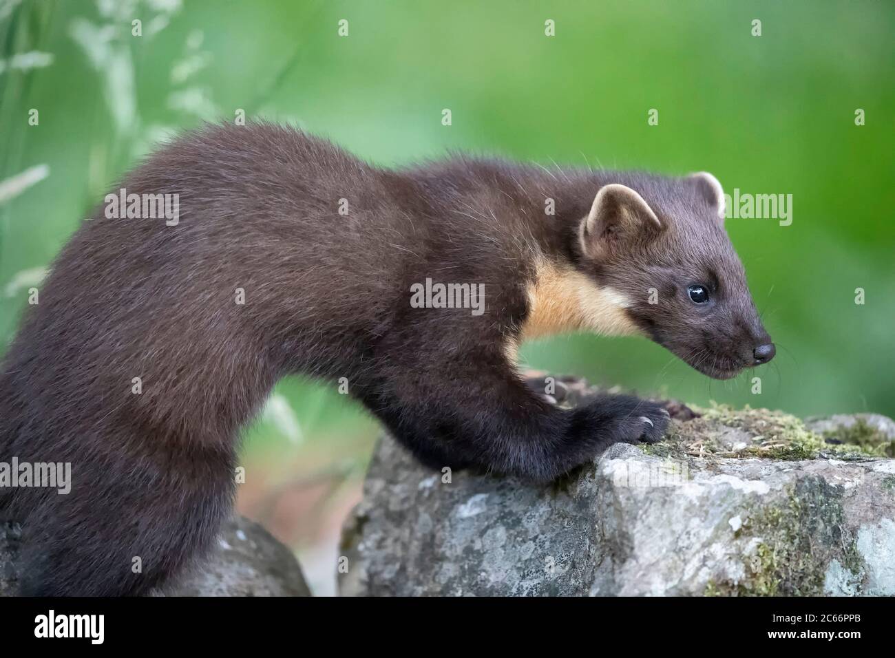 Young pine marten hi-res stock photography and images - Alamy