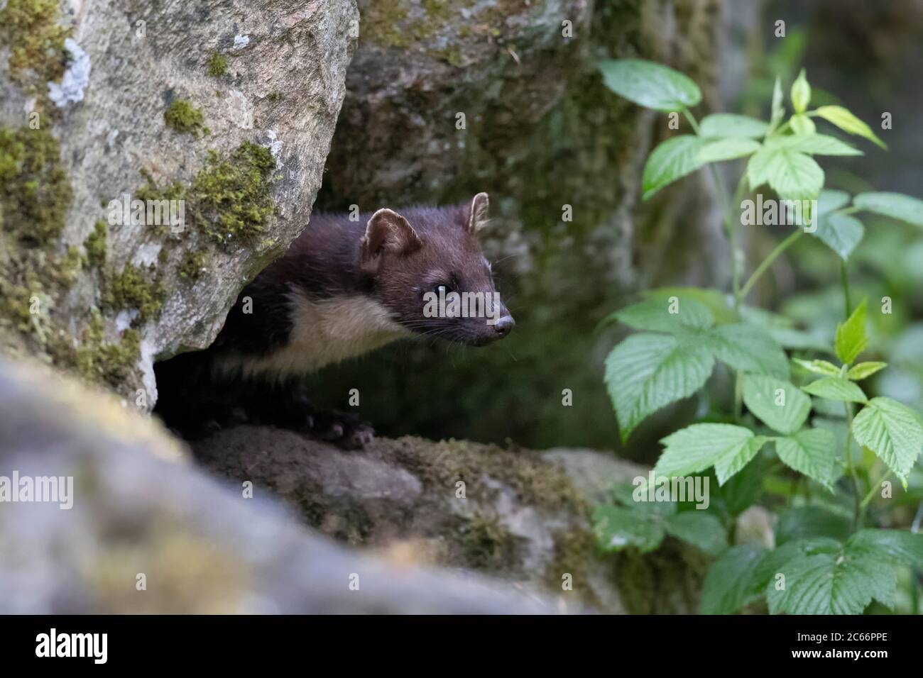 Young cute pine marten hi-res stock photography and images - Alamy