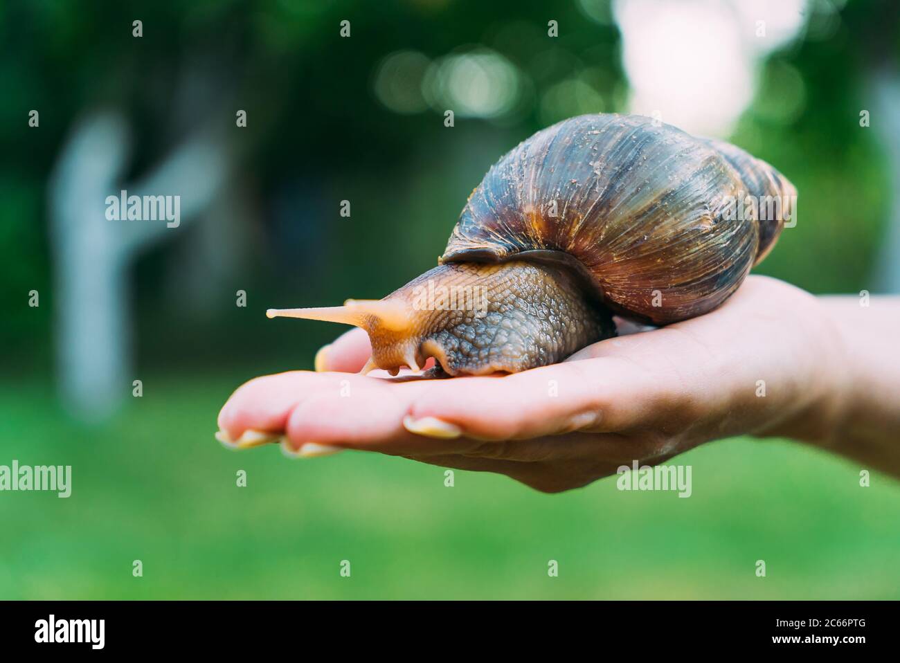 Human snail hi-res stock photography and images - Alamy