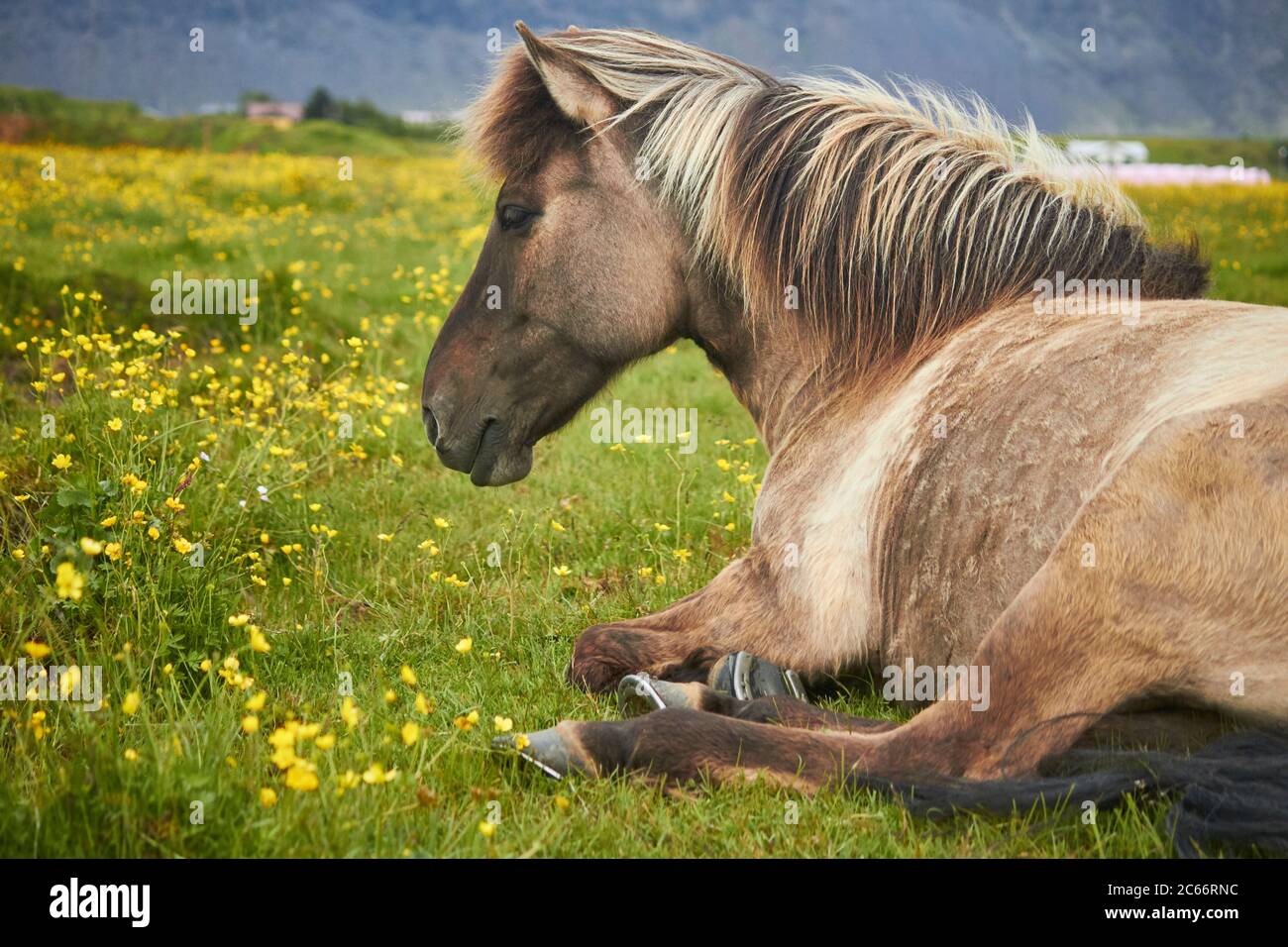 Resting Horses High Resolution Stock Photography and Images - Alamy