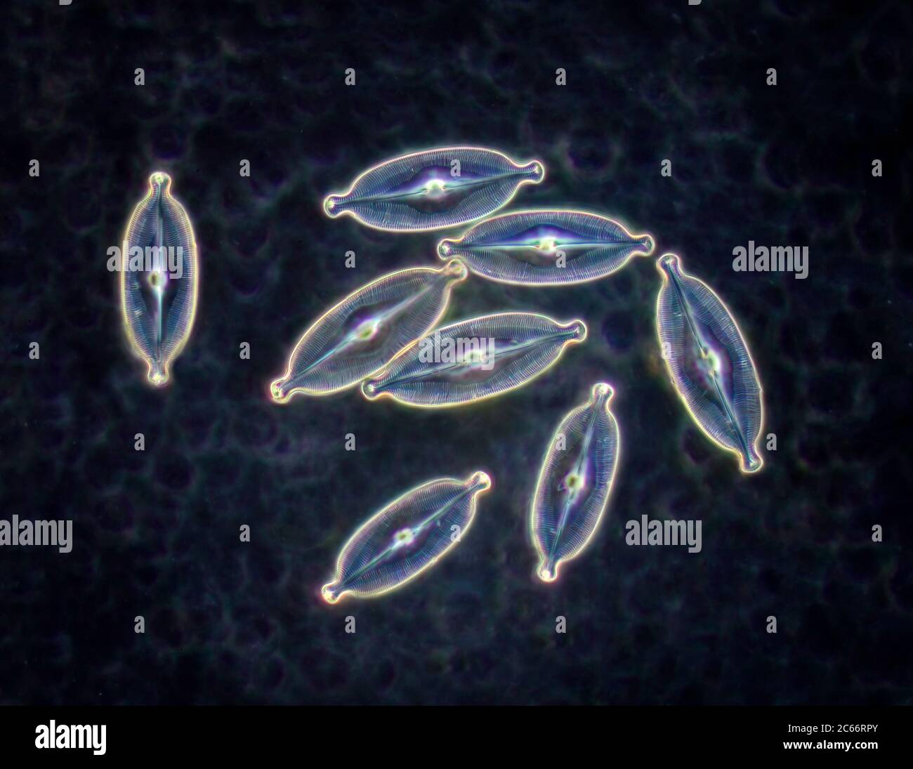 Phytoplankton Micrograph High Resolution Stock Photography and Images ...