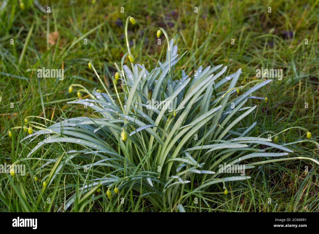 Common Snowdrop seed box Stock Photo - Alamy