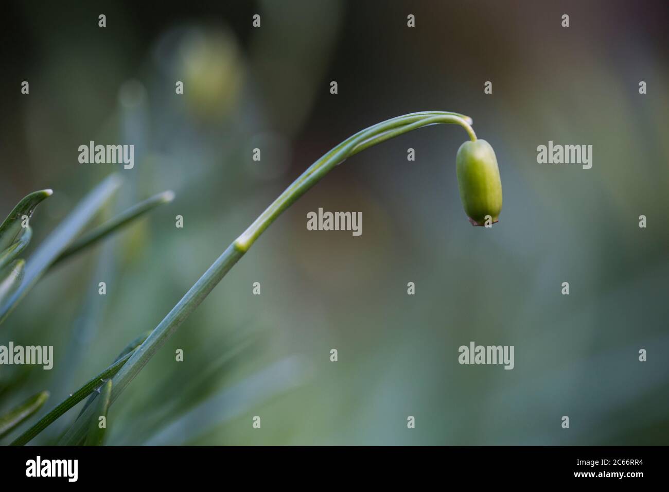 Common Snowdrop seed box Stock Photo - Alamy