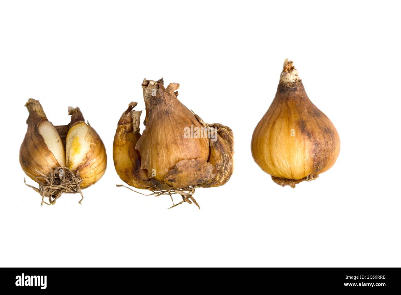 Common Snowdrop bulbs Stock Photo - Alamy
