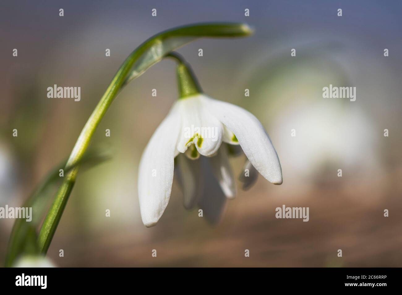 Common double snowdrop flowers Stock Photo - Alamy