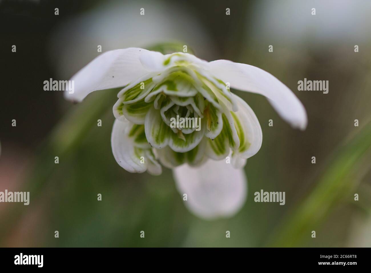 Snowdrop flore pleno hi-res stock photography and images - Alamy