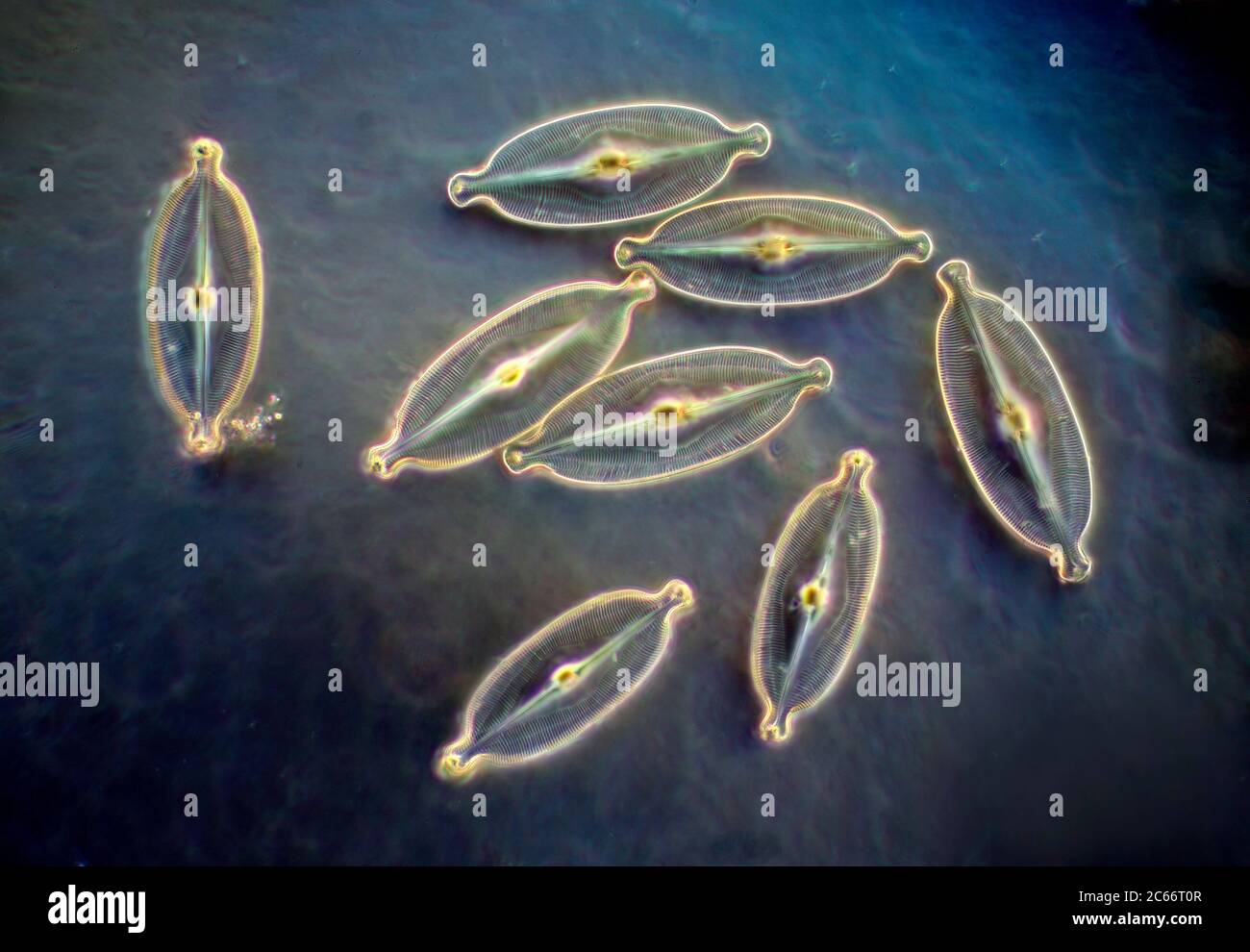 Phytoplankton biodiversity microscope hi-res stock photography and ...