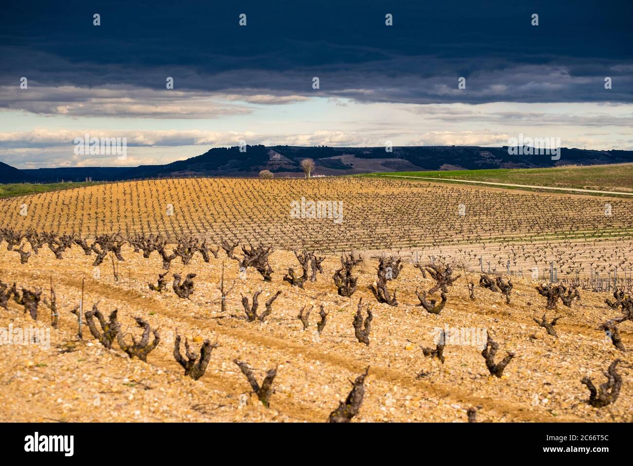 Landscape of vineyards at the end of winter in the region of Ribera del ...