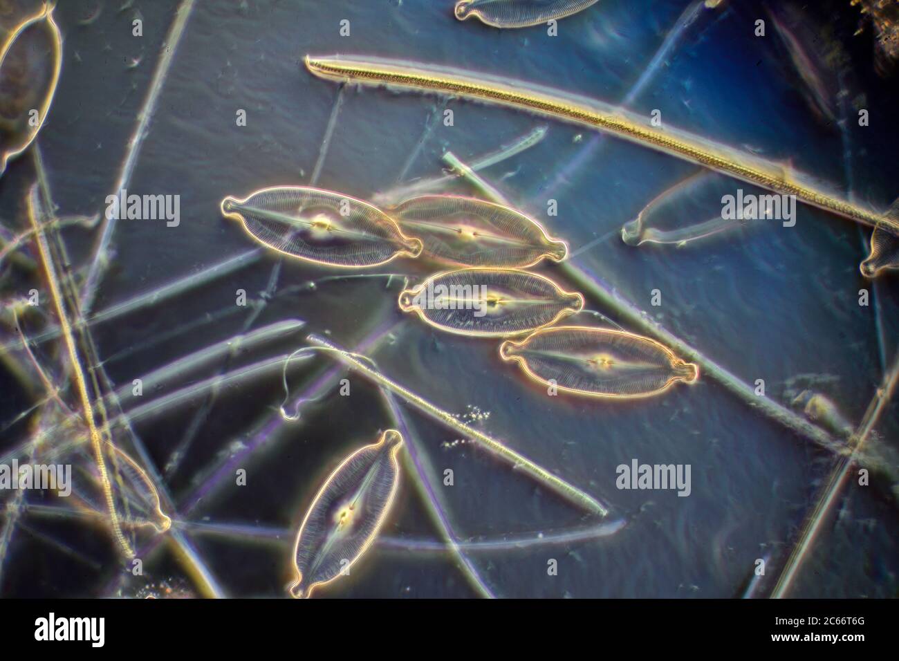 Caloneis amphisbaena diatoms, darkfield photomicrograph Stock Photo - Alamy