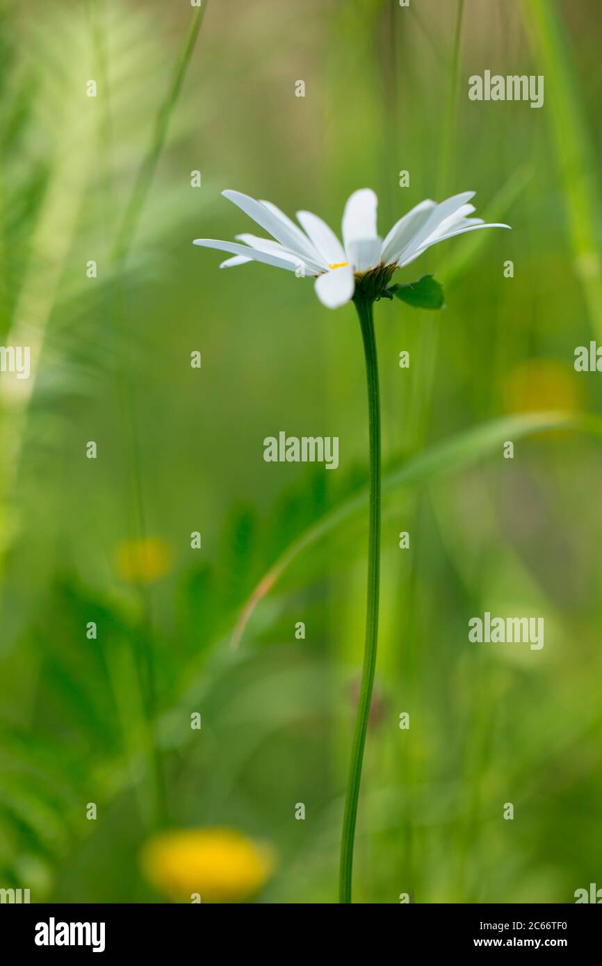 Delicate summer flower, Daisy, green nature background Stock Photo - Alamy