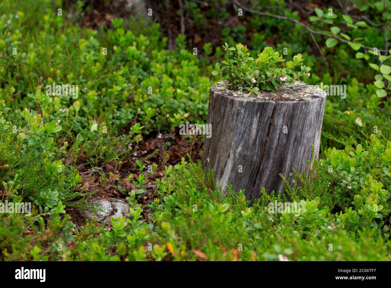 Grey tree stump in lapland hi-res stock photography and images - Alamy