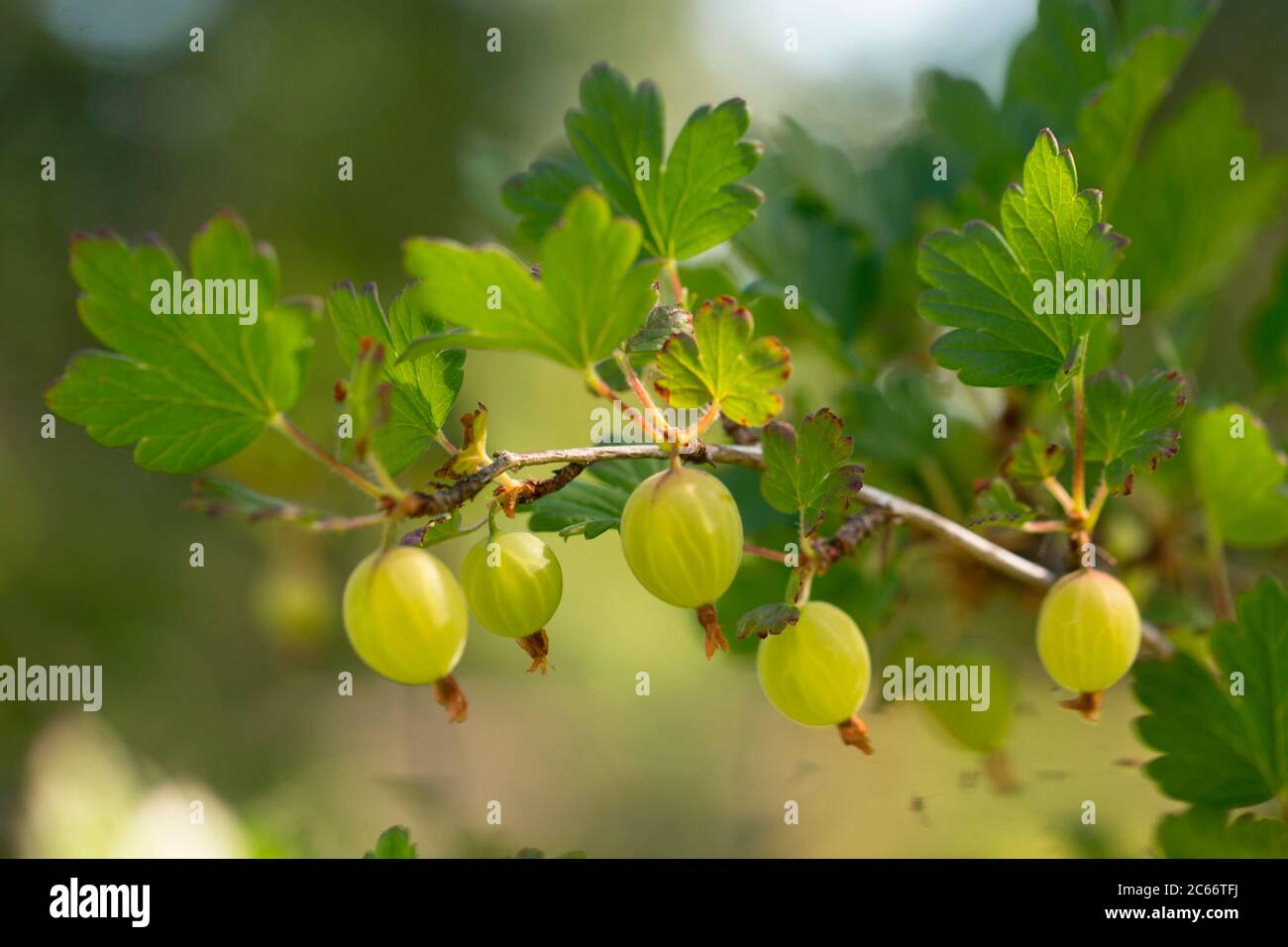 Gooseberry bush branch, nature background Stock Photo - Alamy