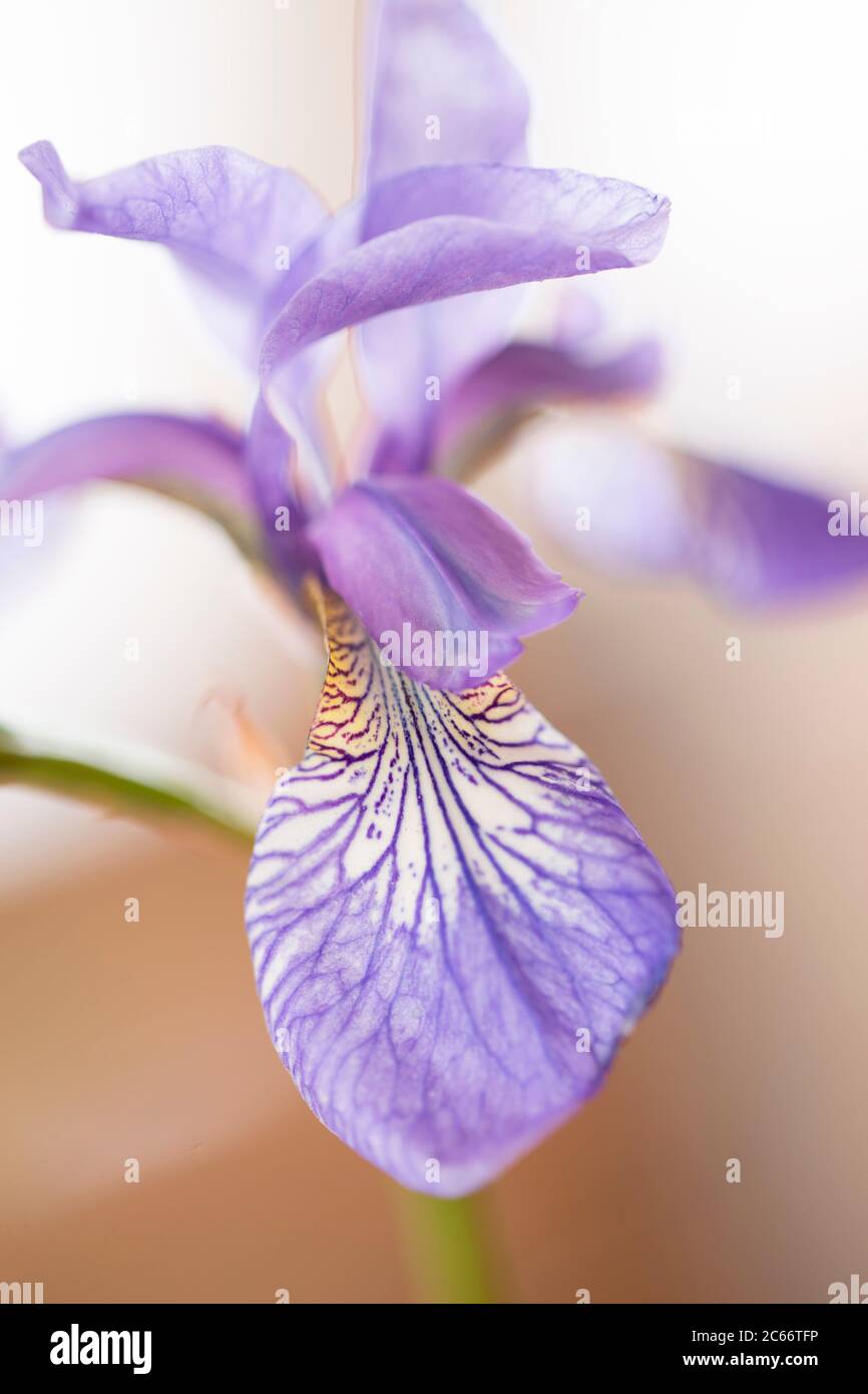 Iris petal pattern hi-res stock photography and images - Alamy