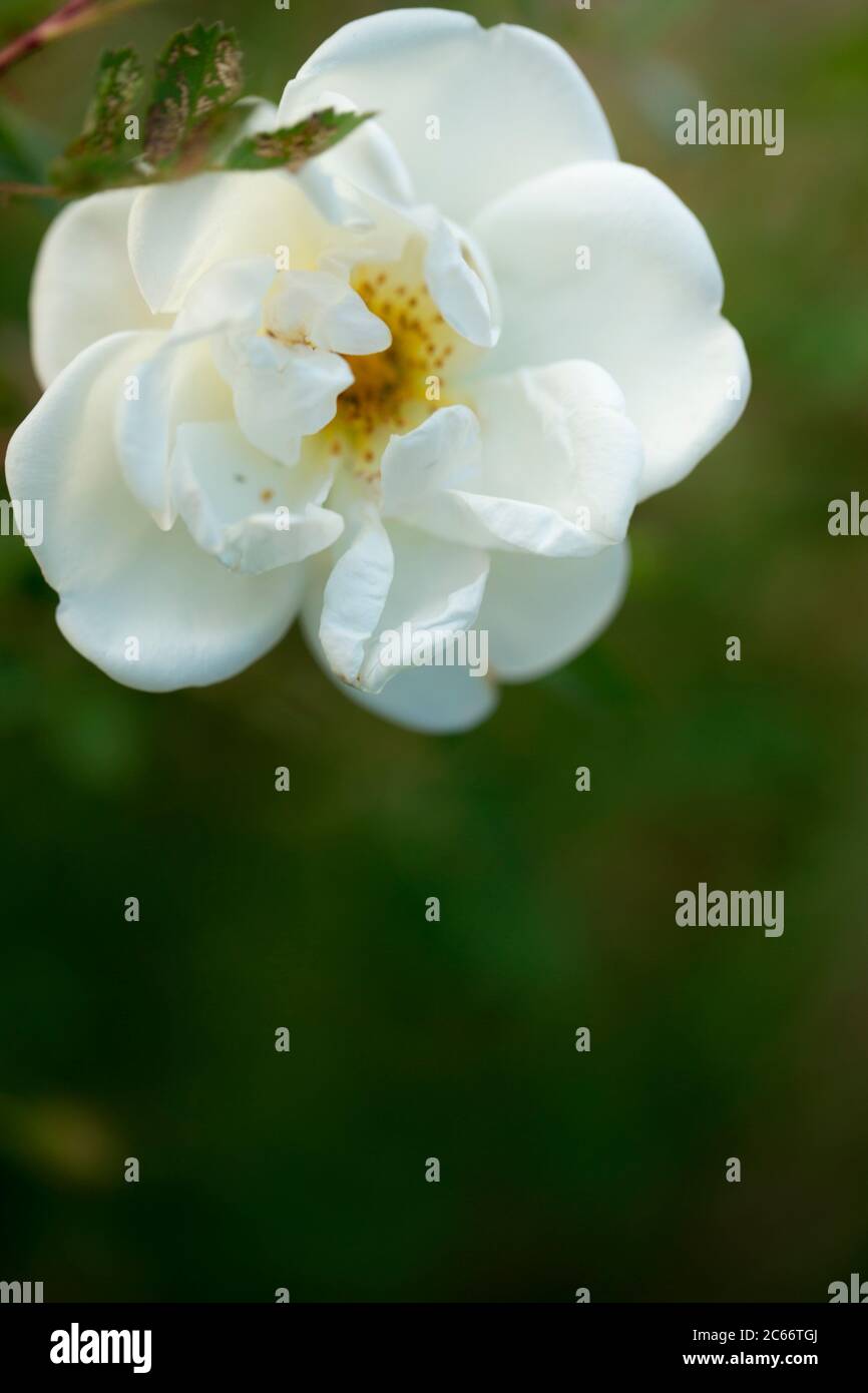 Rosa spinosissima (Scotch rose) Rosa pimpinellifolia Stock Photo - Alamy