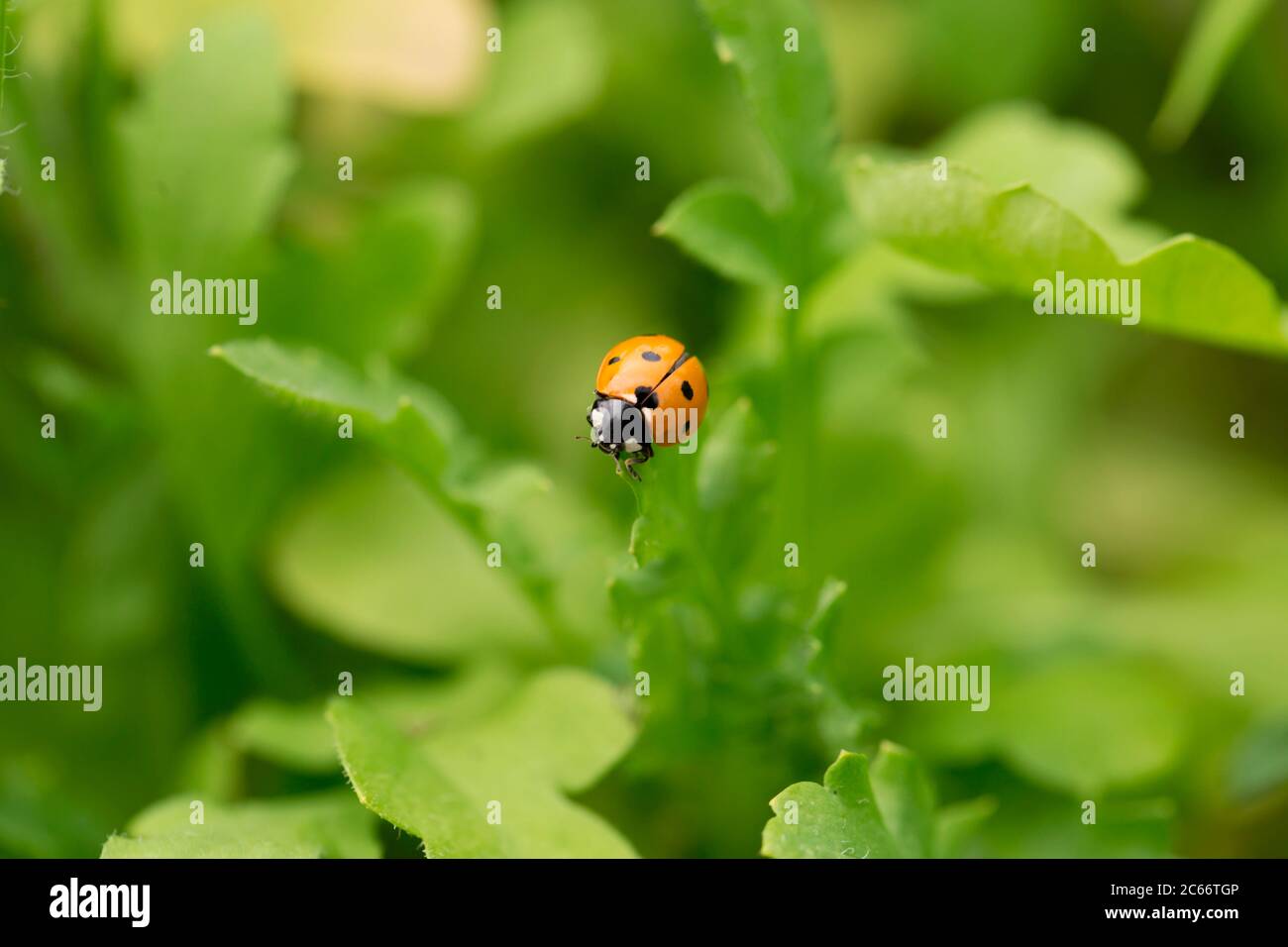 Ladybug on a leaf, natural green background Stock Photo - Alamy