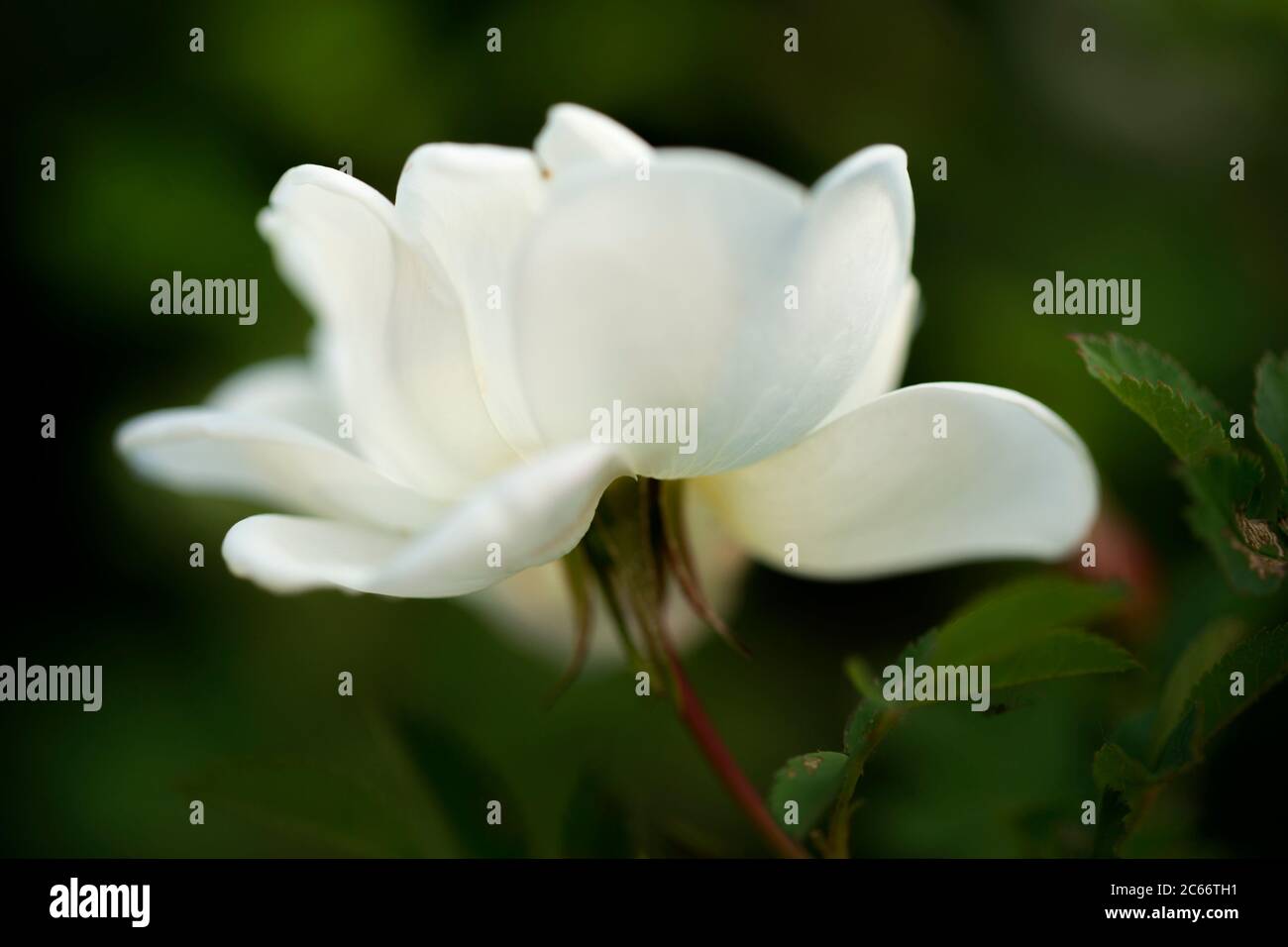Rosa spinosissima (Scotch rose) Rosa pimpinellifolia Stock Photo - Alamy