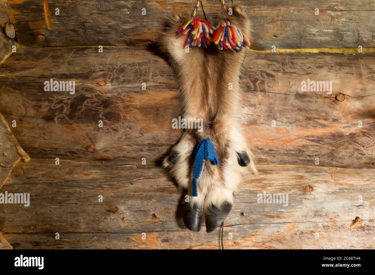 Reindeer Foot, Lapland Stock Photo - Alamy