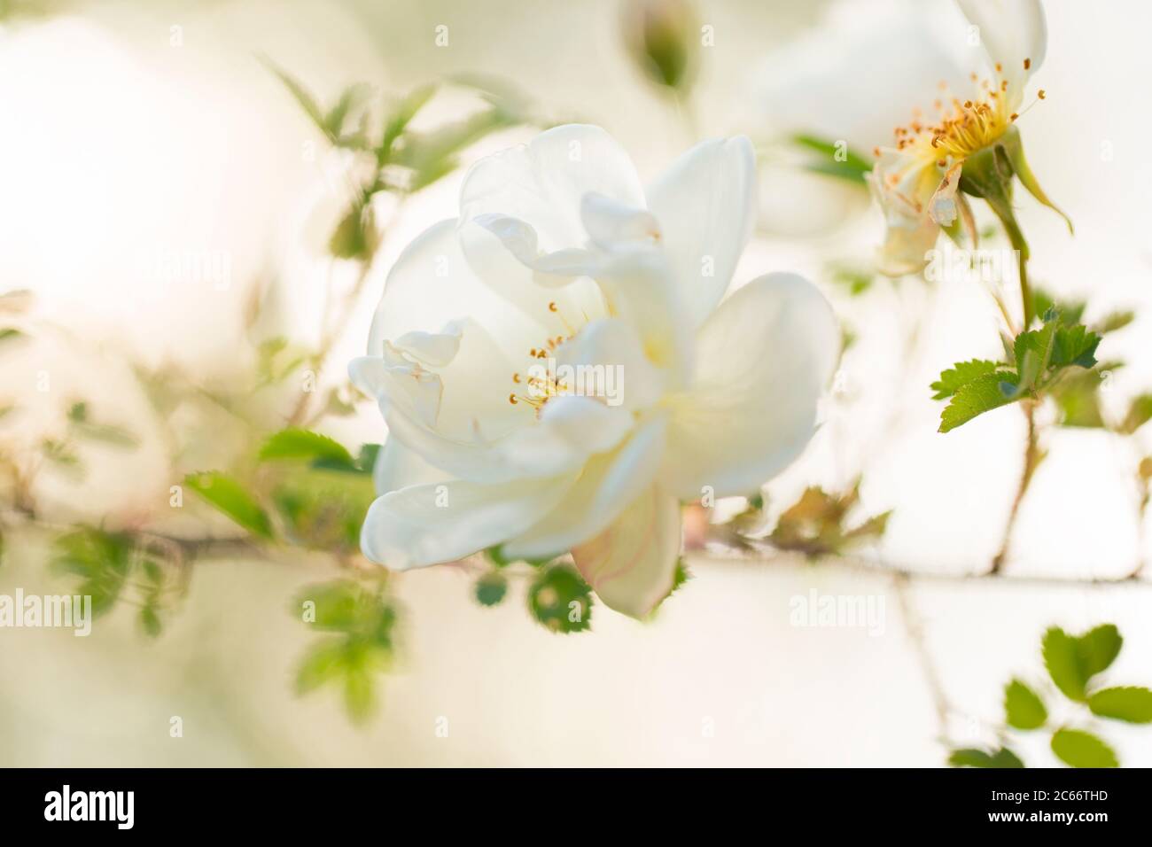 Scotch Rose High Resolution Stock Photography and Images - Alamy