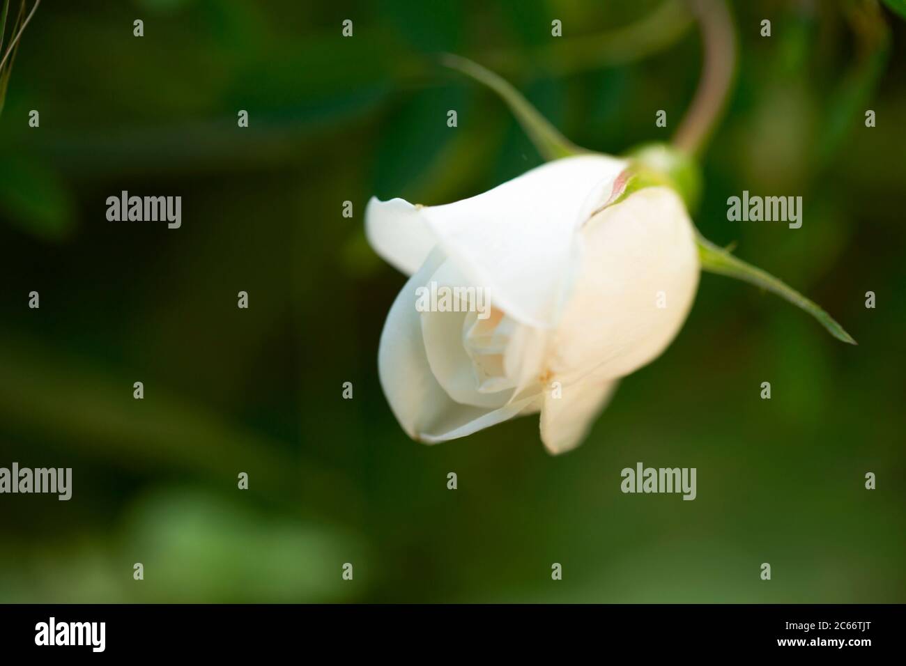 Rosa spinosissima (Scotch rose) Rosa pimpinellifolia Stock Photo - Alamy