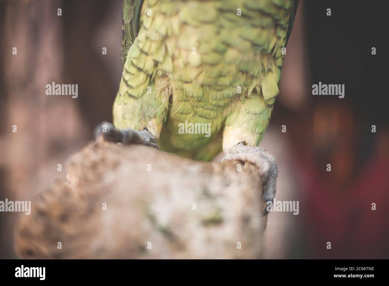 Parrot claw hi-res stock photography and images - Alamy