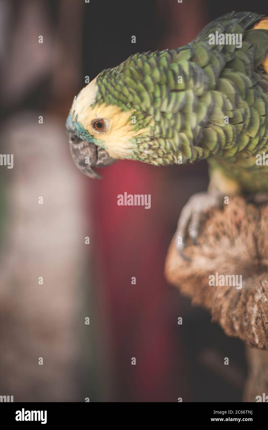 Parrot legs hi-res stock photography and images - Alamy