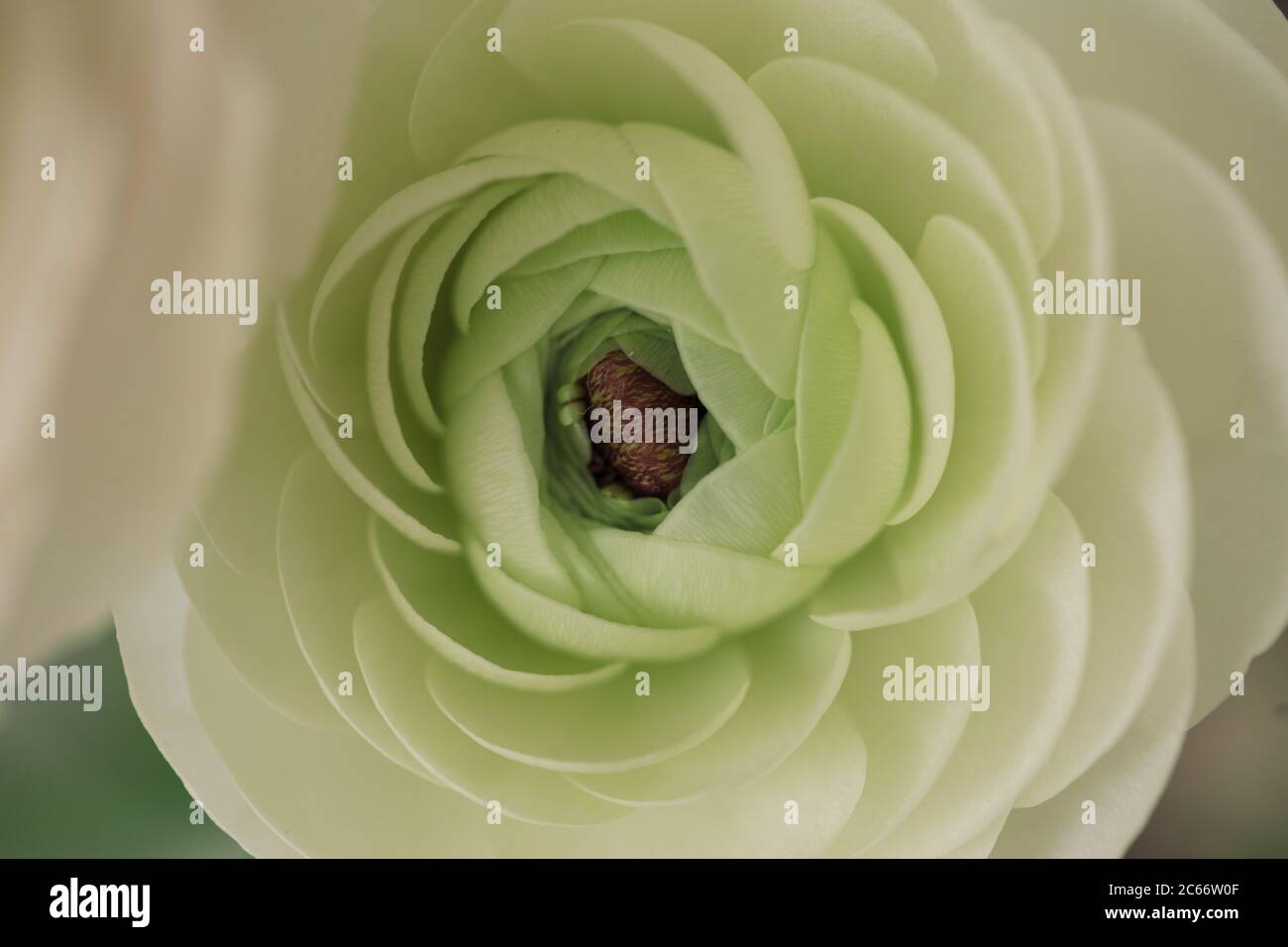core of a green flower Stock Photo - Alamy