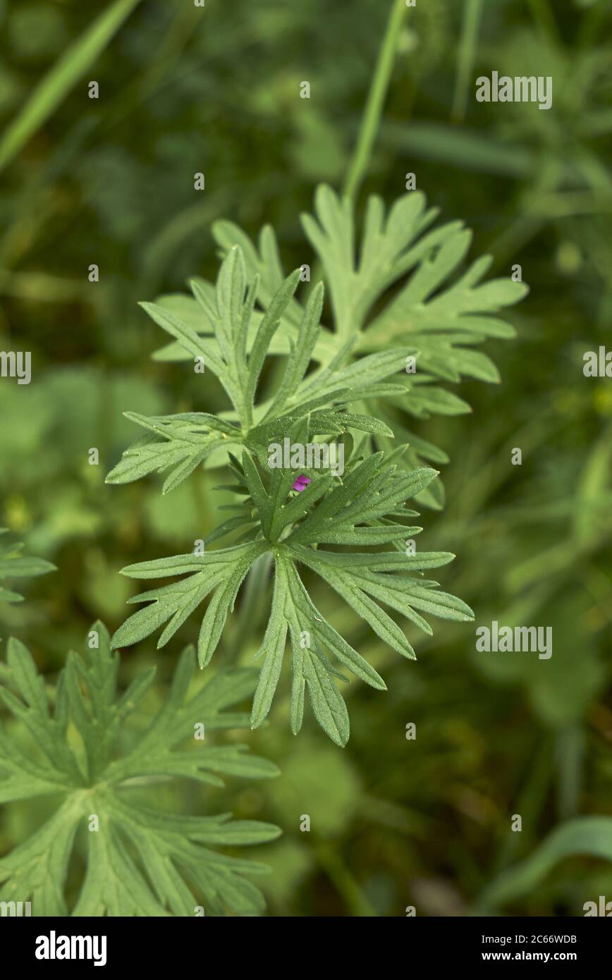Geranium dissectum hi-res stock photography and images - Alamy