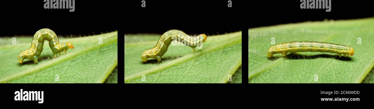 Looper caterpillar hi-res stock photography and images - Alamy