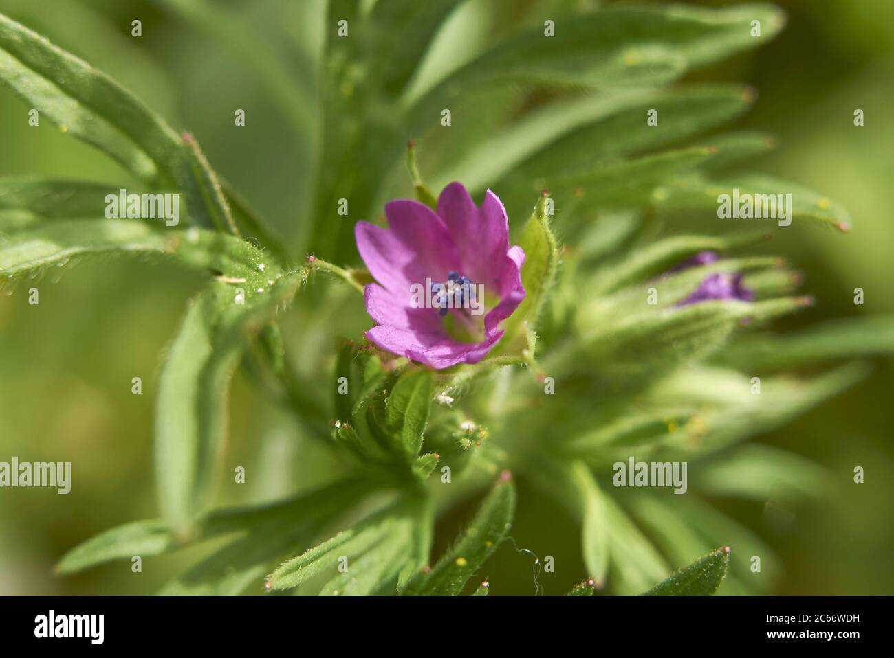 Cut leaf geranium hi-res stock photography and images - Alamy
