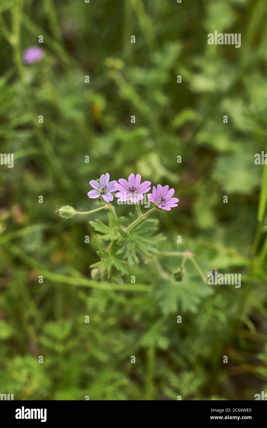 Geranium molle with pink inflorescence Stock Photo - Alamy