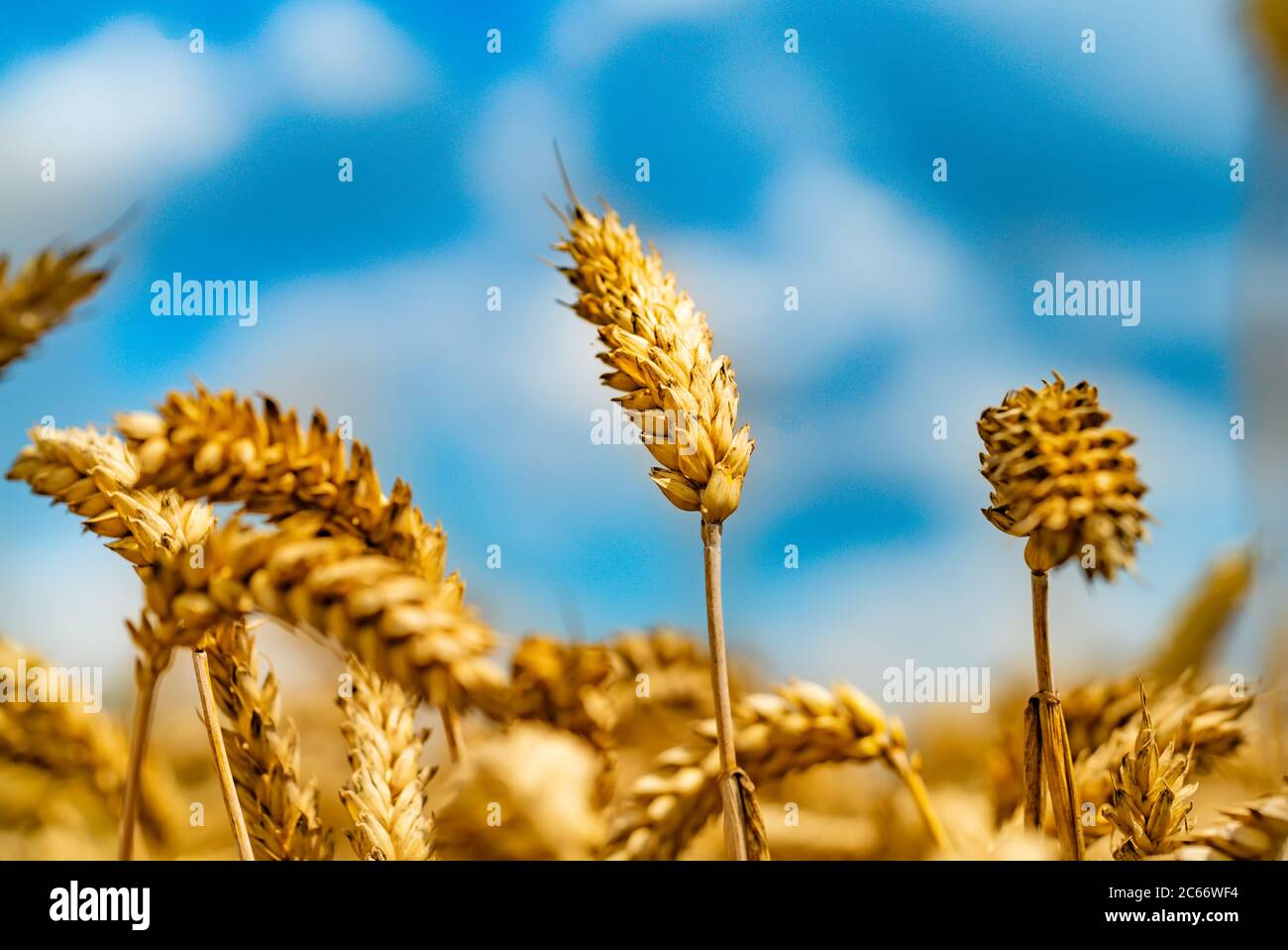 stems of wheat are depicted on the backgroud of blue sky on sunny day ...
