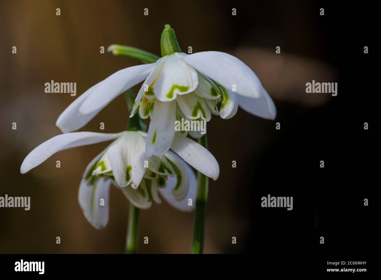 Common double snowdrop flowers Stock Photo - Alamy