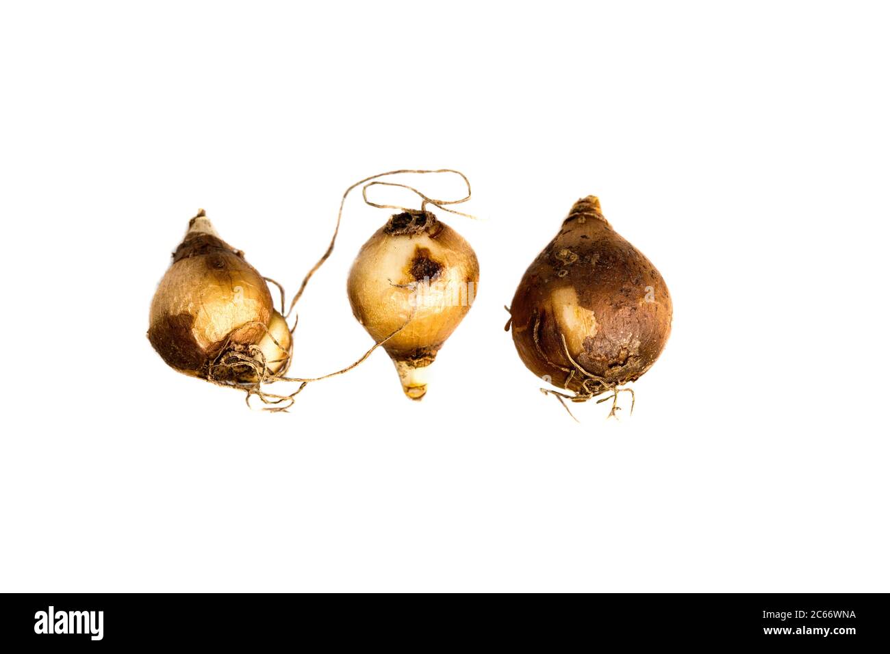 Snowdrop bulbs hi-res stock photography and images - Alamy