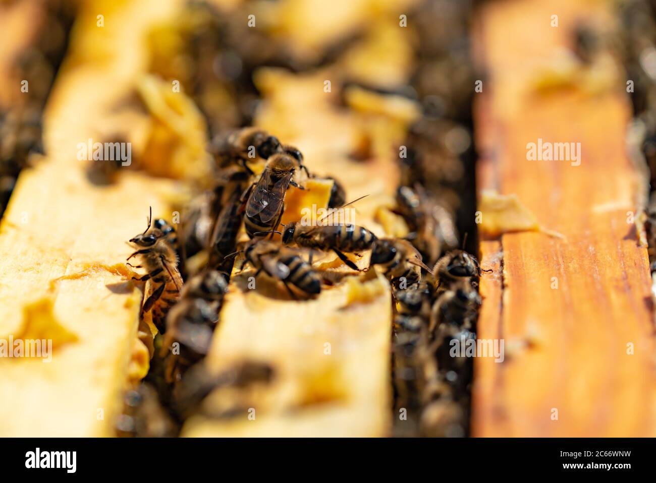 bees bring honey to their beehives in warm weather all day Stock Photo ...
