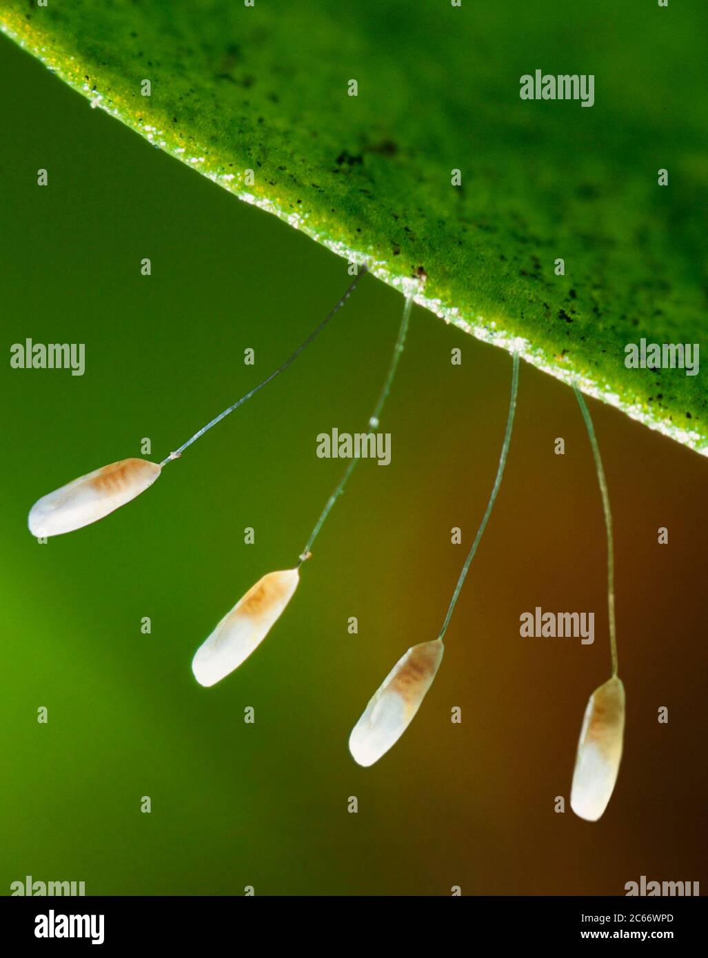 Lacewing Eggs