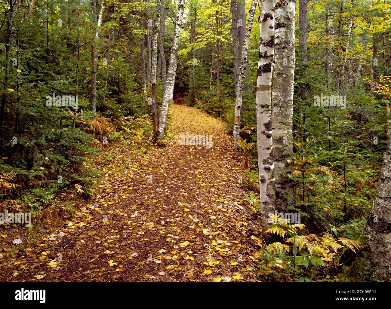 Adirondack trail hi-res stock photography and images - Alamy