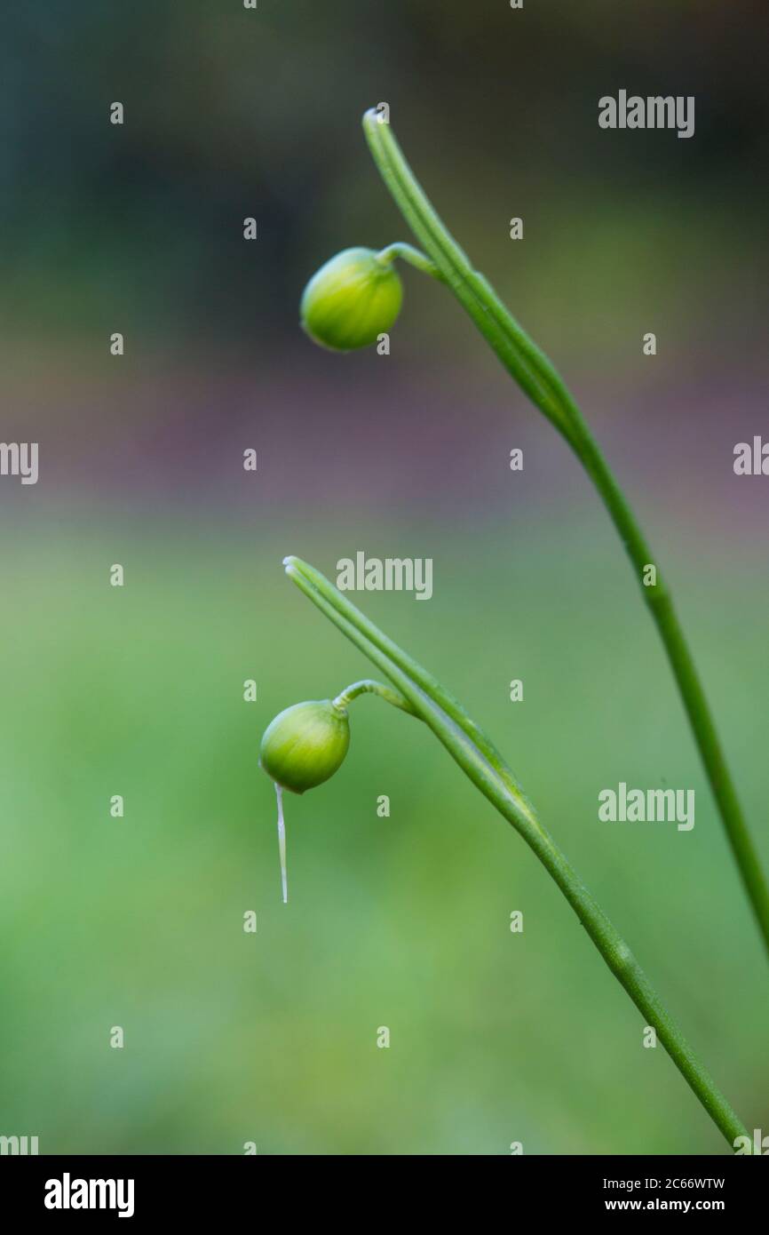 Snowdrop cutout hi-res stock photography and images - Alamy