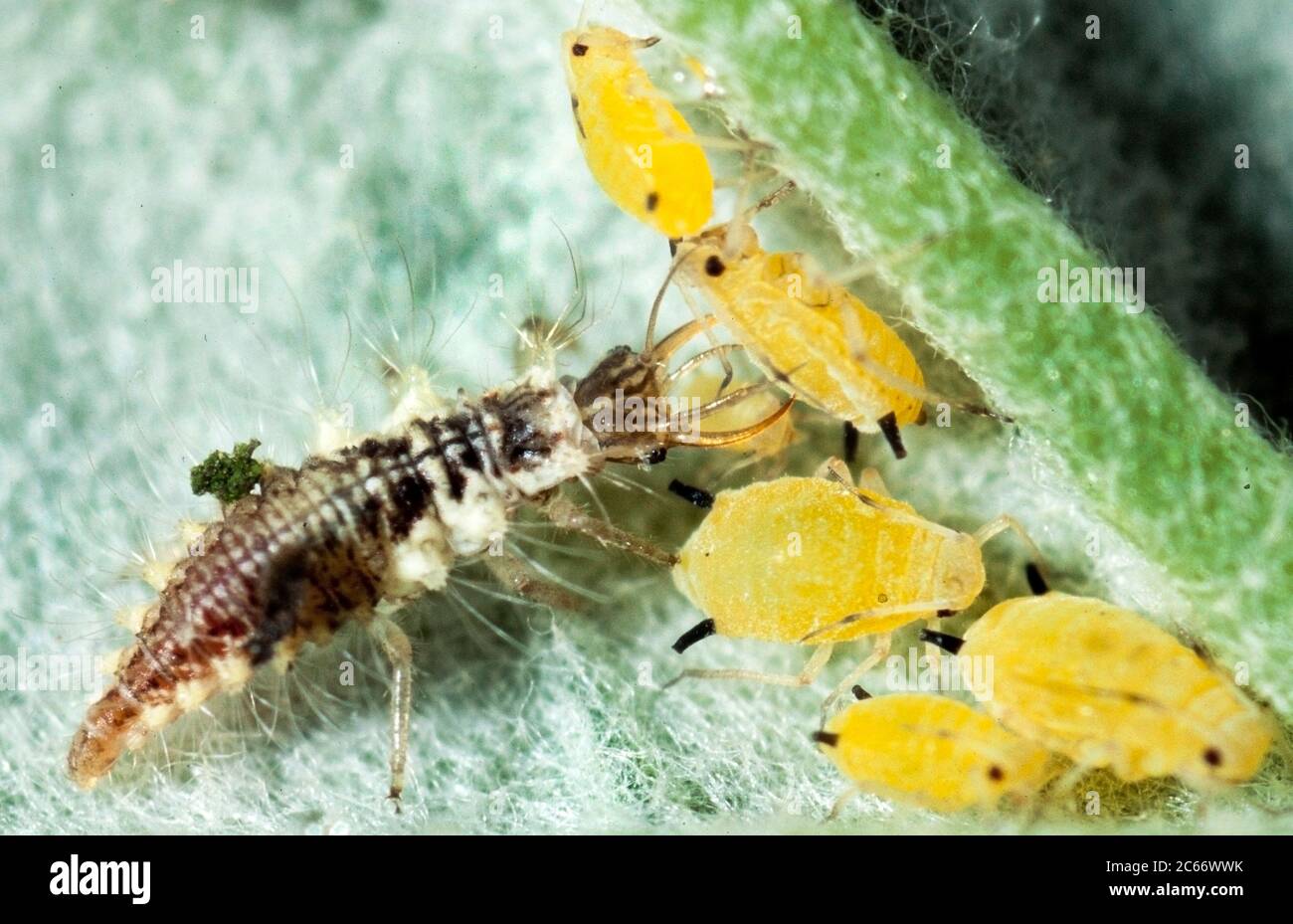 Lacewing larva, Chrysoperla carnea, feeding on aphids Stock Photo - Alamy